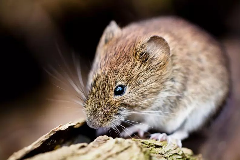 ທະນາຄານ Vole Close Up