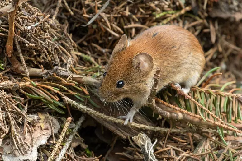 Bank Vole