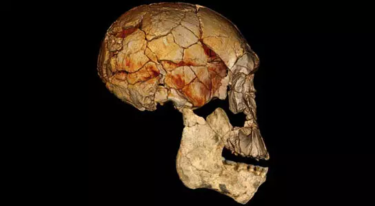 គំរូ homo rudolfensis ថ្គាមទាប