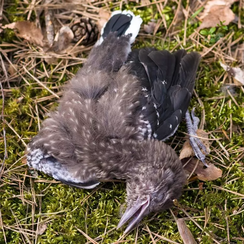 Concept de grippe aviaire d'oiseau mort