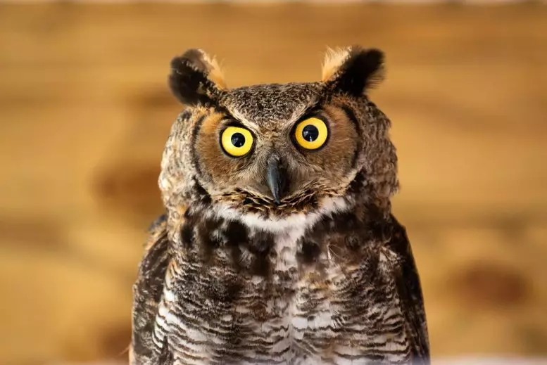 Great Horned Owl