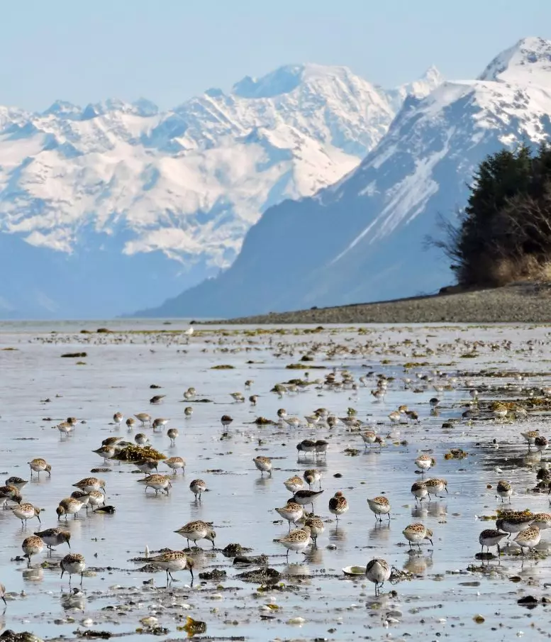 Western Sandpipers