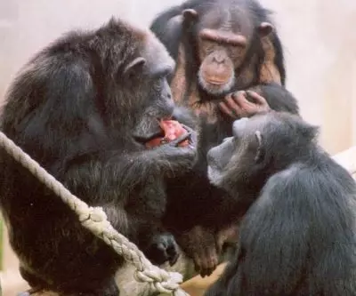 Chimpanzees Jane Tash sy Nina