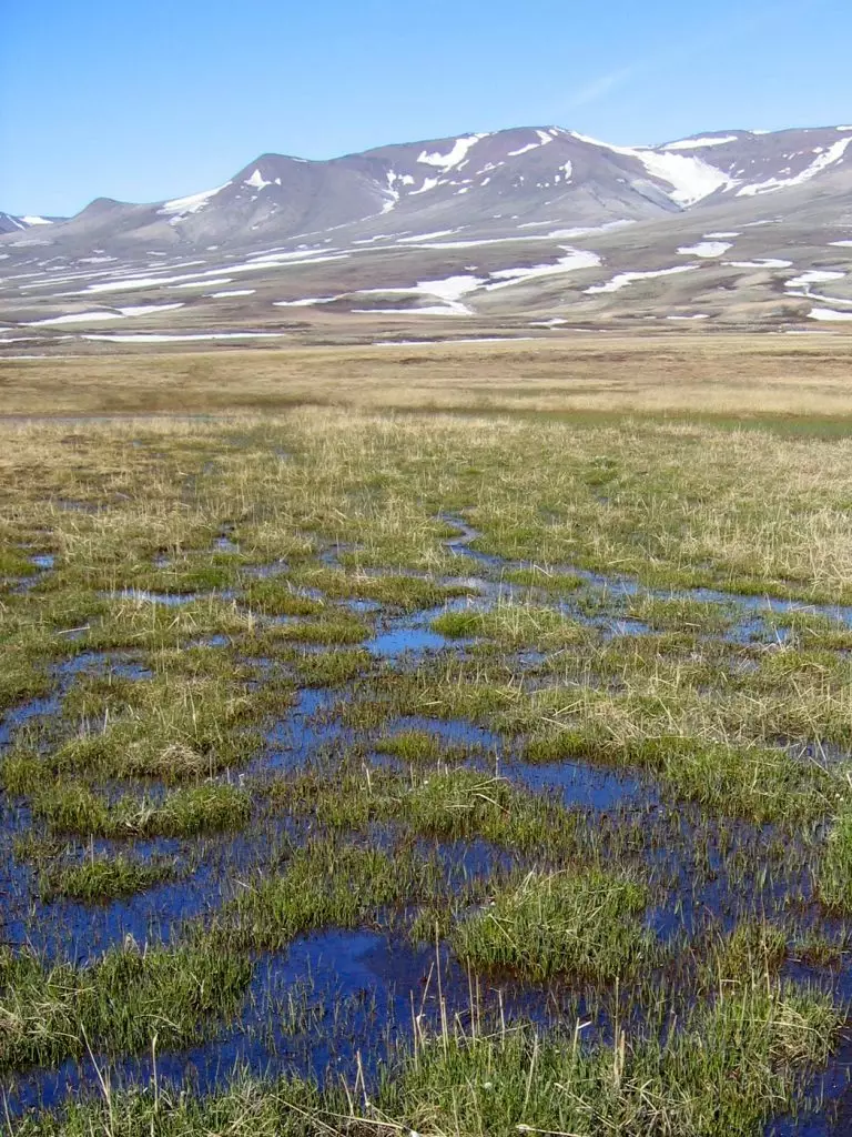 Arktična tundra zgodnje pomladi