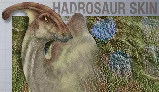 Nauji tyrimai dokumentuoja Hadrosaur odos paplitimą