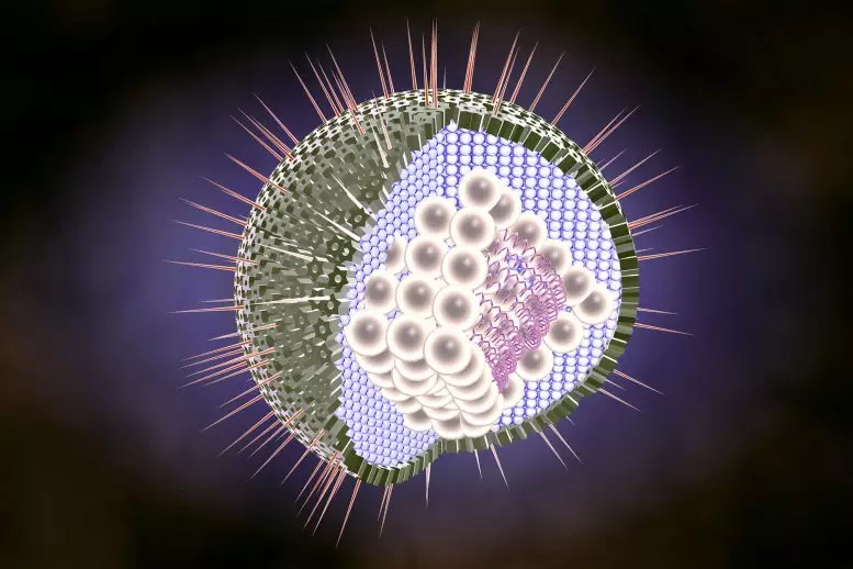 Herpeta Virus Strukturo