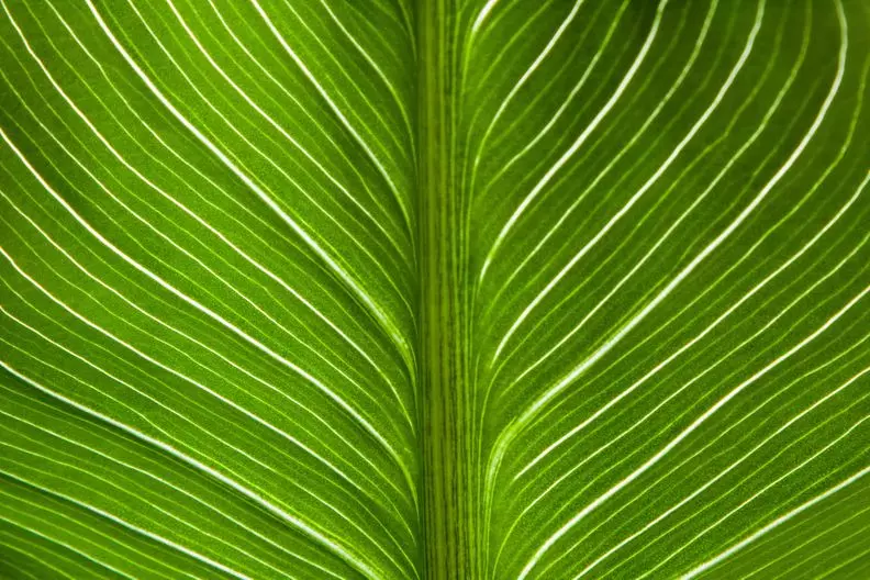 Green Leaf