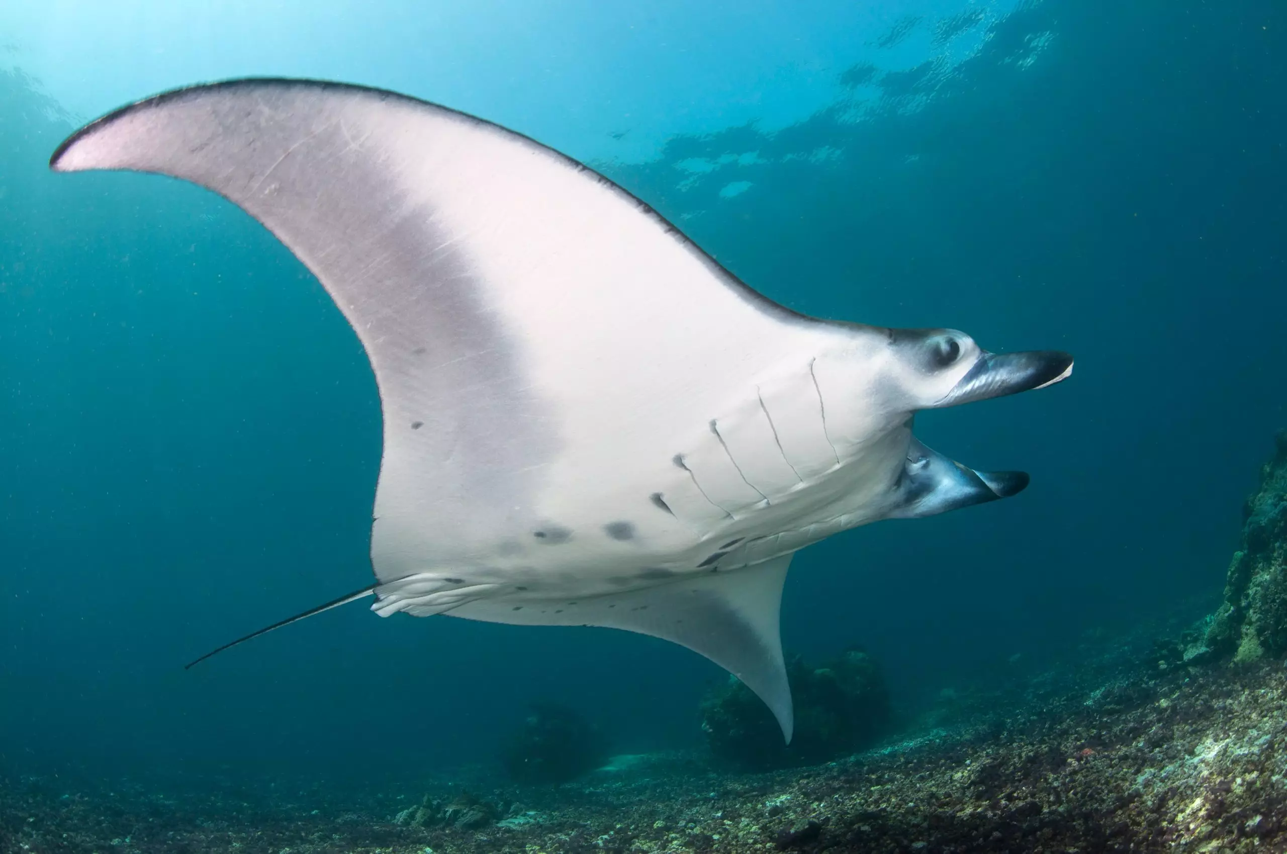 Mae Parc Cenedlaethol Komodo yn Gartref i Rai o'r Agregau Manta Ray Mwyaf yn y Byd