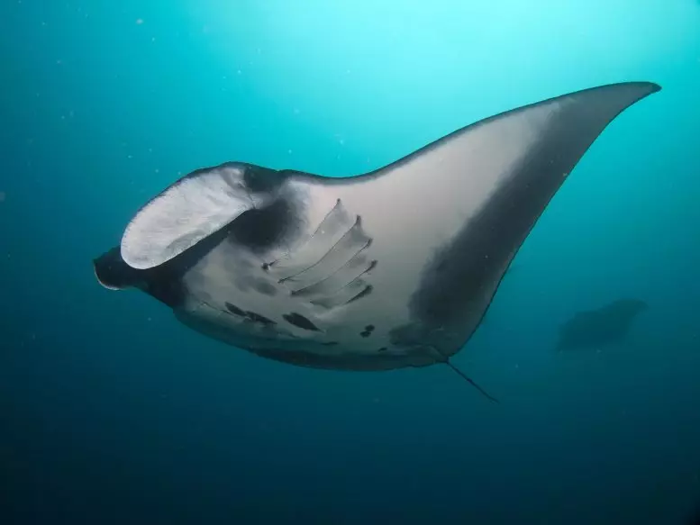 Komodo National Park Manta Cruising