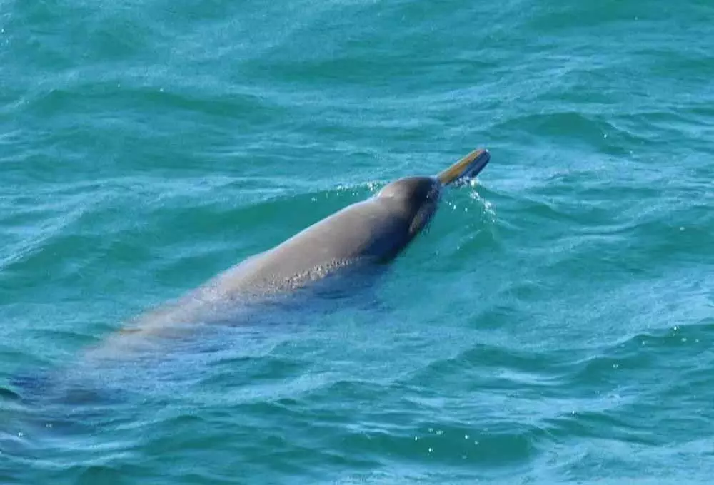 Iyalenu Awọn oniwadi nipasẹ Ilana Ọdẹ Beaked Whale ti o jinlẹ