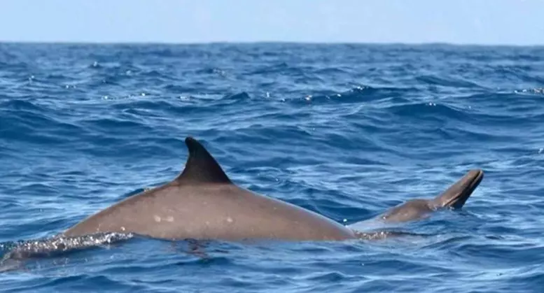 Sowerby's Beaked Whale (Mesoplodon bidens)