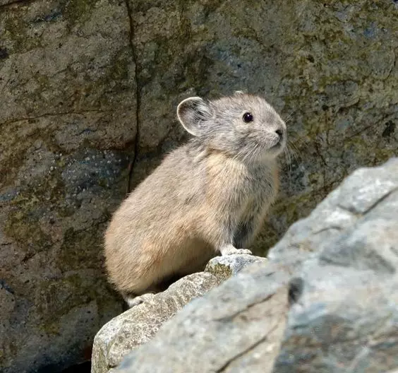 Umunyamerika Pika