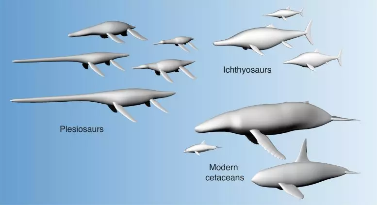 Samfuran Tetrapods na ruwa na 3D