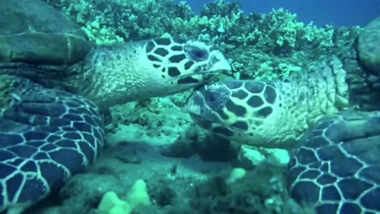 Knuffelende zeeschildpadden