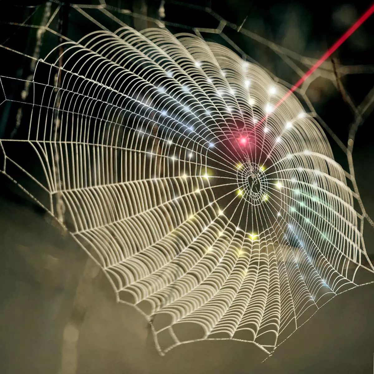 Ny Innovation dia manodina ny Architecture Web Spider ho amin'ny teknolojia 3D Biomedical Imaging