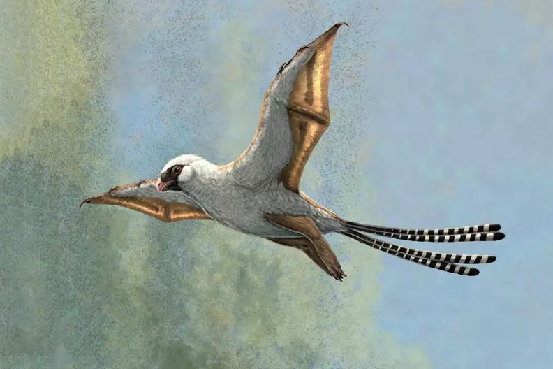 Ambopteryx Reconstrucció