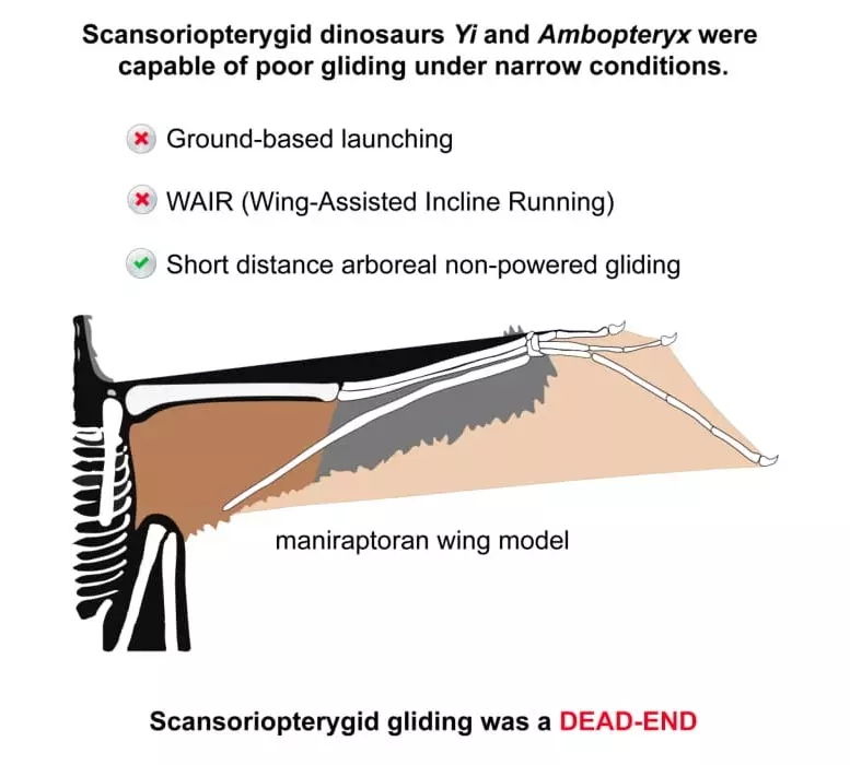 Ambopteryx Yi Podsumowanie ustaleń