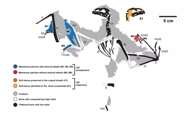 Mapa de l'esquelet del dinosaure Ambopteryx