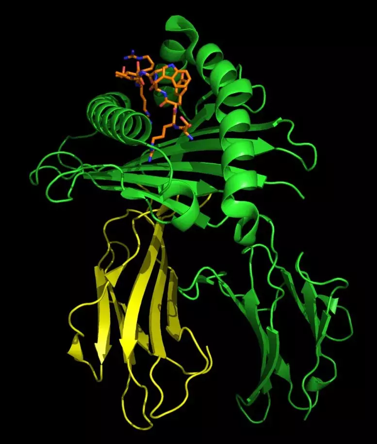 Model Virus Protein HLA