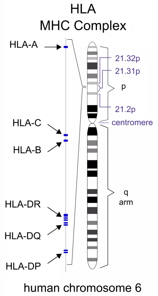 DNA HLA કોડ