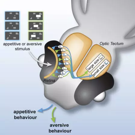 Eye of Zebrafish Larva distingue tra preda e predatore