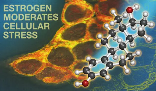 Йель зерттеуі эстрогеннің стресске ұшыраған жасушаларды тыныштандыруға көмектесетінін көрсетеді