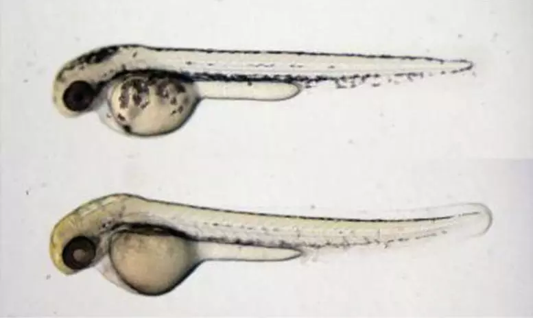 Gljivični spoj uzrokuje manje pigmentacije u embrionima Zebrafish