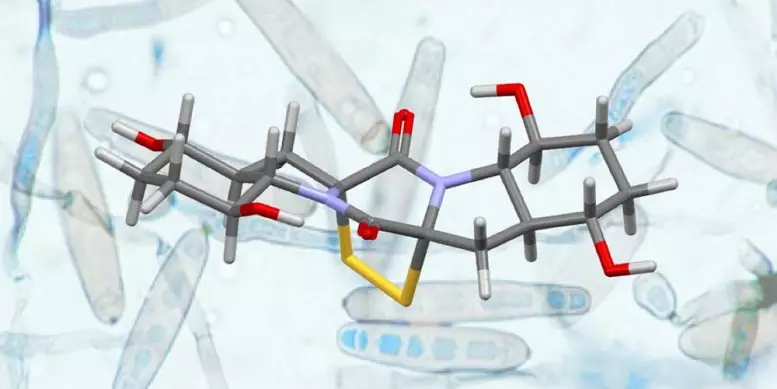 روستراتين A و Exserohilum Rostratum