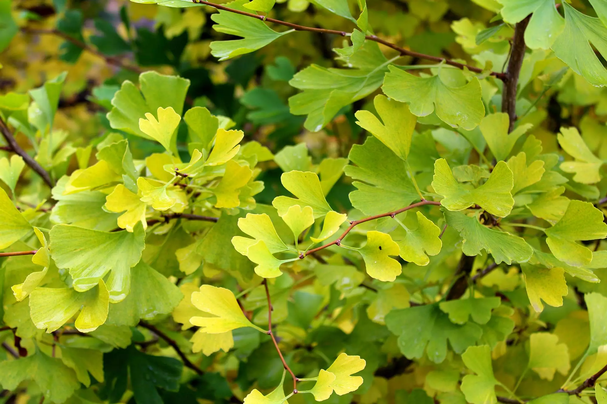 Nei Medikamenter & "Gréng" Insektiziden méiglech mat effizienter Synthese vu Ginkgo Compound