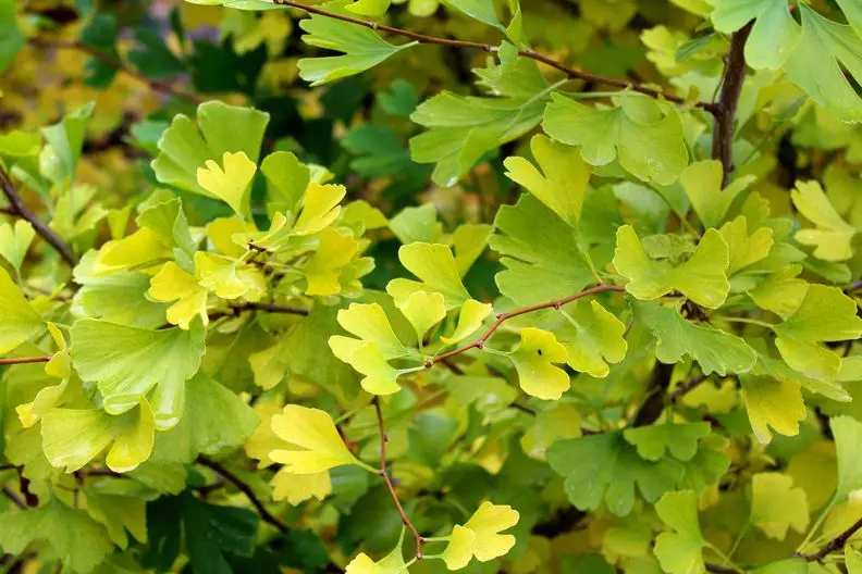 Ginkgo ağacı