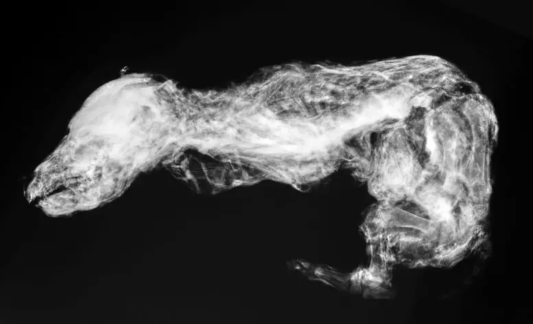 X-ray Anak Serigala Purba