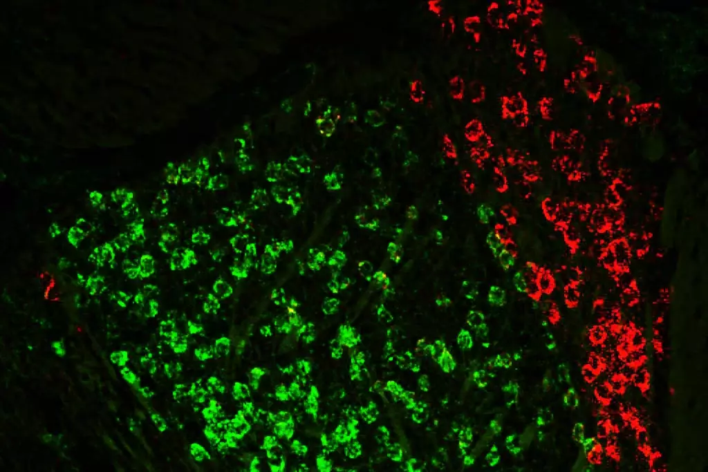 Investigadores do MIT identifican o circuíto cerebral no tálamo que nos axuda a manter a información presente