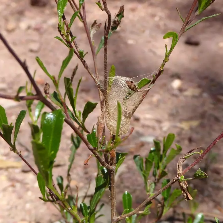 Basket-Web Spider