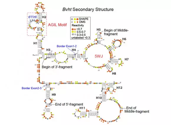 RNA قۇرۇلمىسى ۋە فۇنكسىيەسىنى باغلاش