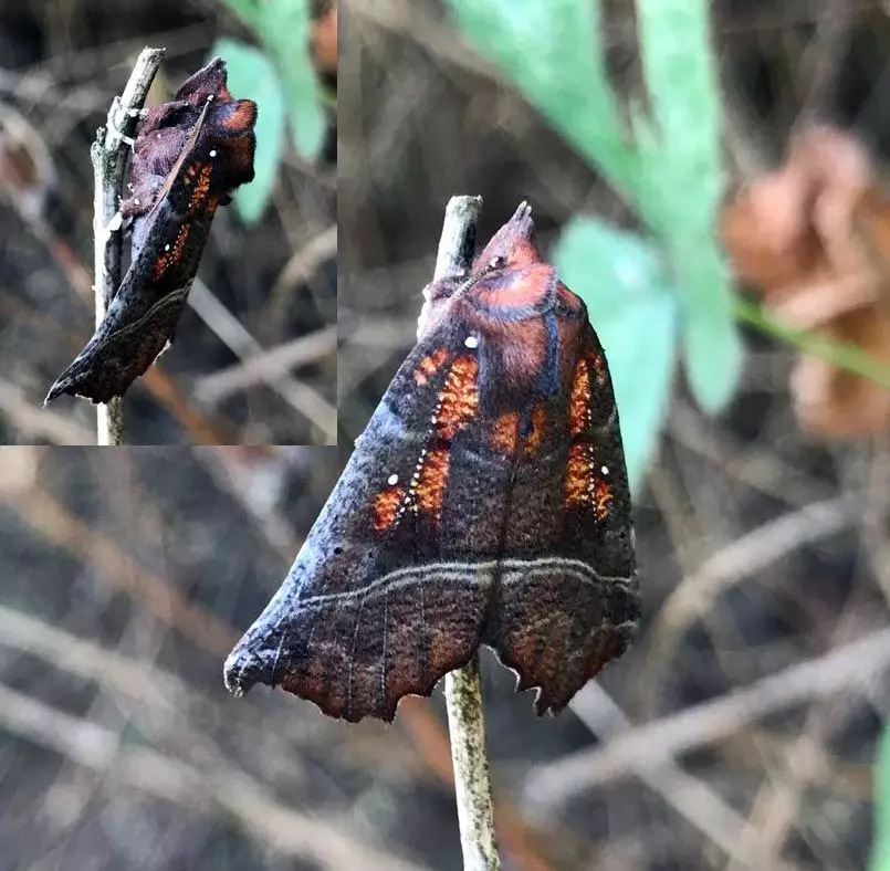 Scoliopteryx libatrix