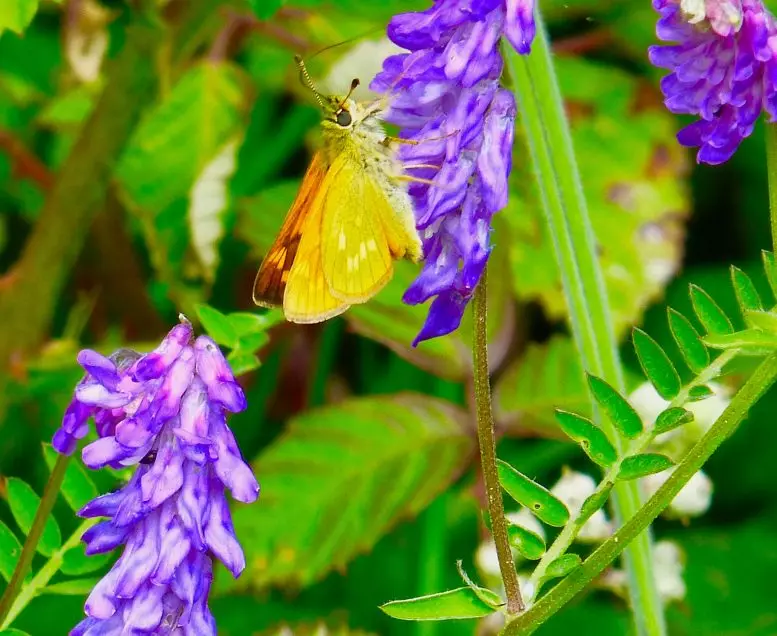 Vicia cracca वर कर्णधार आहार