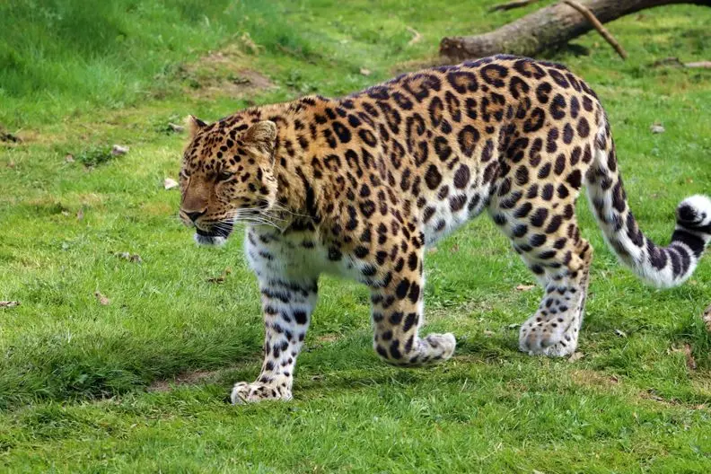 leopardo chino