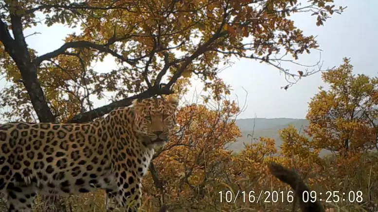 Leopardo del norte de China en la meseta de Loess