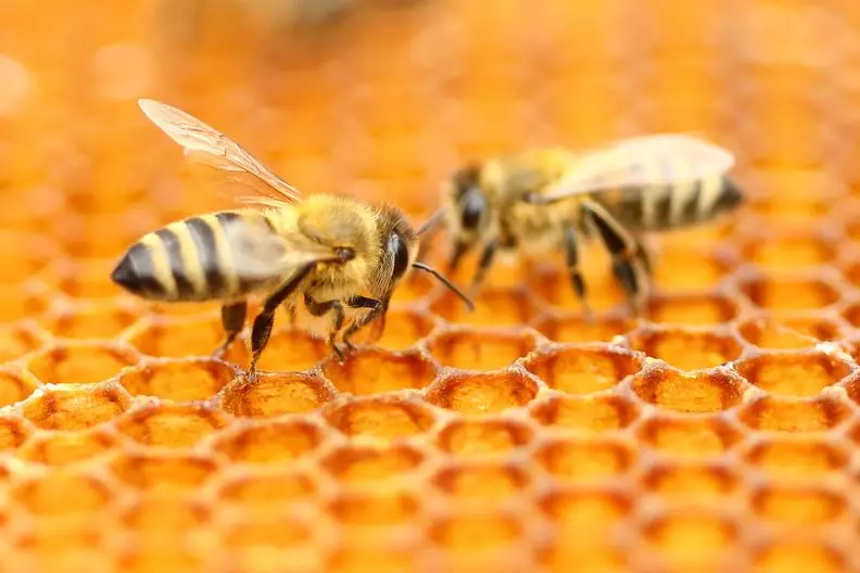 Bienen Waben