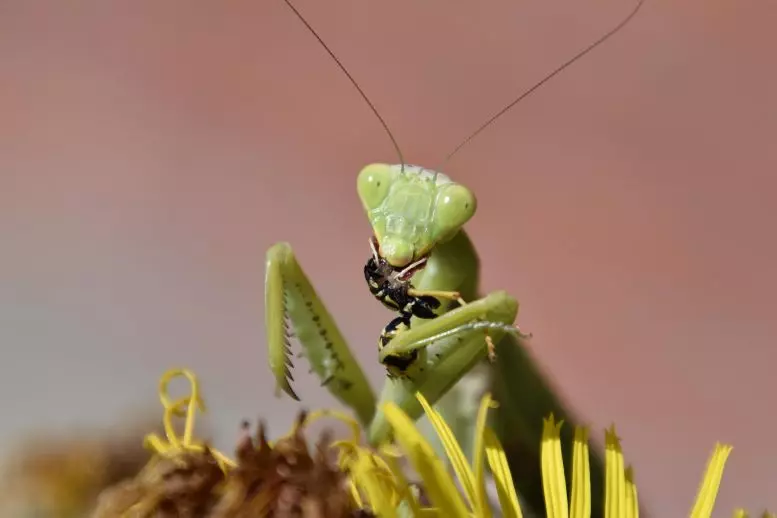 ハチを食べるカマキリを祈る