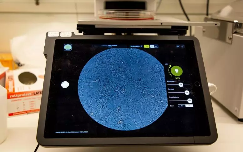 Non-Infected HEK-293-Cells Ubos sa Microscope