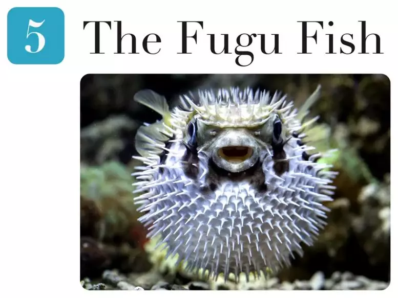 Fugu Fish