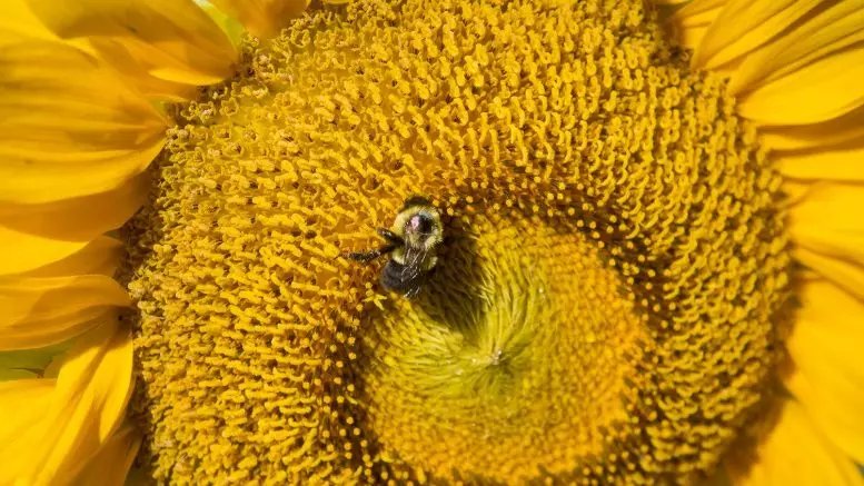 Humlebi-sygdom med blomstrende strimler