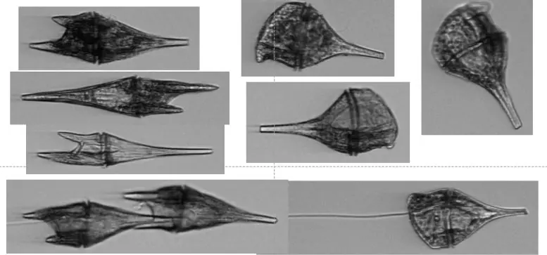 Dinoflagellates frá langtíma vistfræðilegum rannsóknarsiglingu