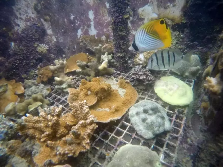 Awọn Corals Hawahi Ṣafihan Resilience Iyalẹnu si Awọn okun Imurugbo