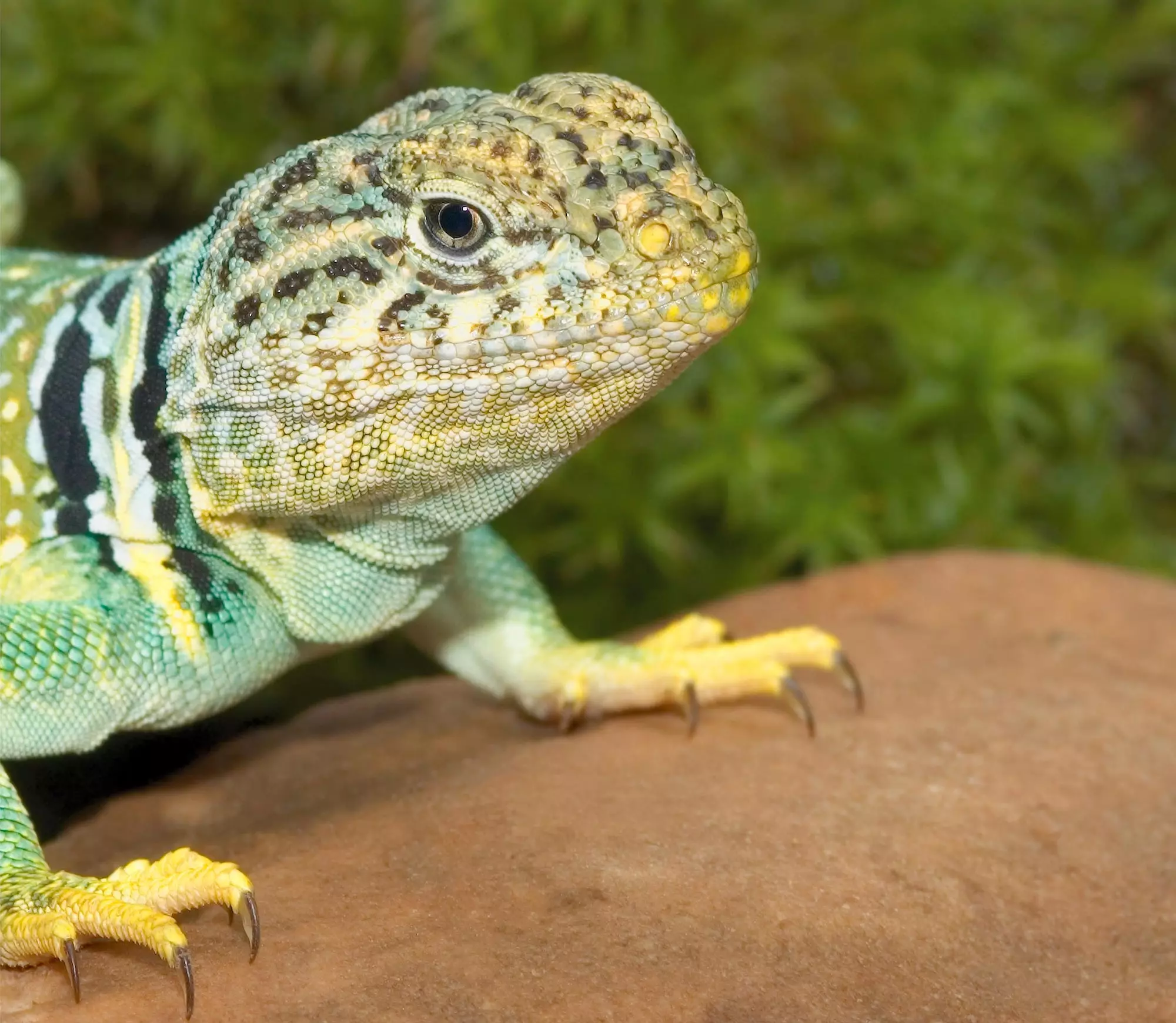 "Jurassic Park of Lizards" wat deur navorsers ontdek is, oor die hoof gesien