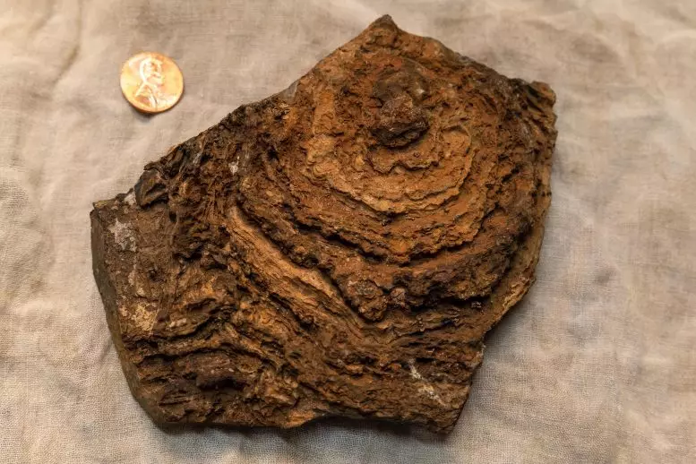 Tumbiana Stromatolite