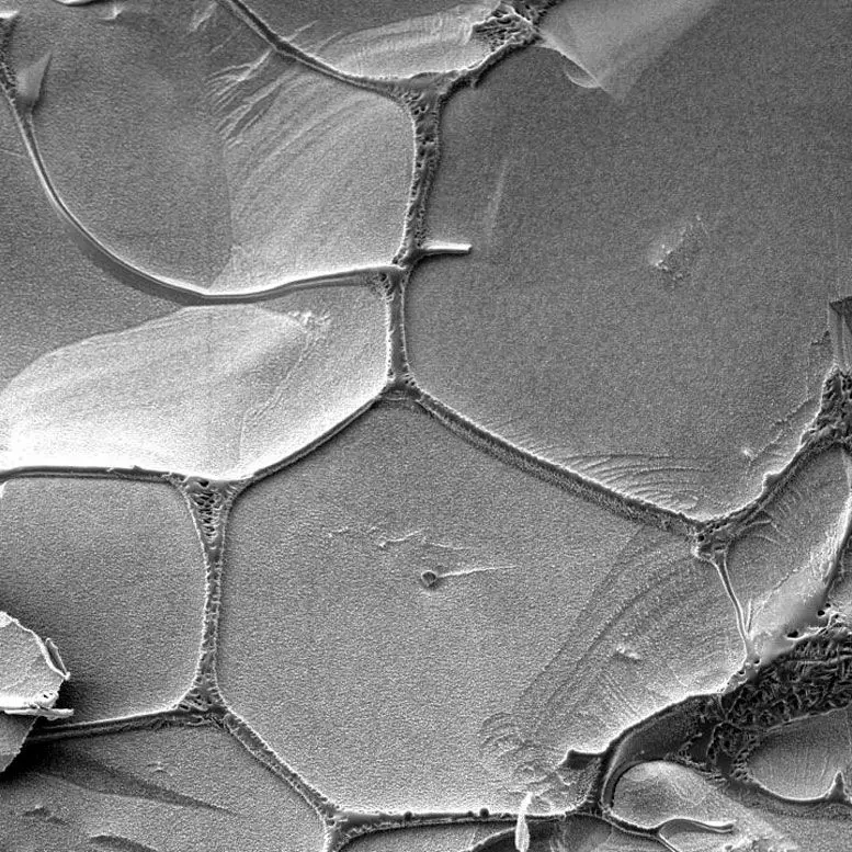 Els científics mostren com es va replicar la vida primordial a la Terra