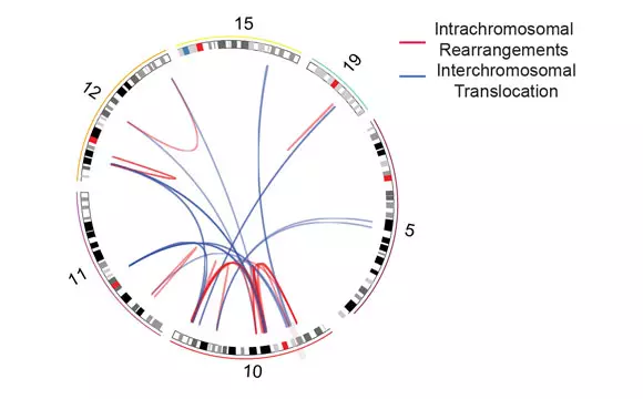 O estudo mostra un linfoma de células T causado por un número inusualmente grande de delecións xenéticas