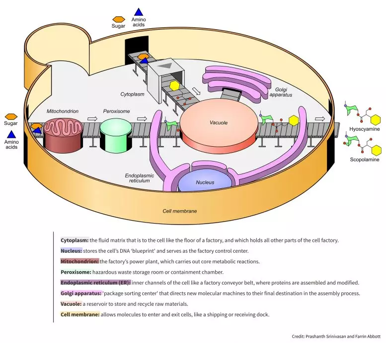 Metabolic yngenieurs gist sellen Drug Fabriken